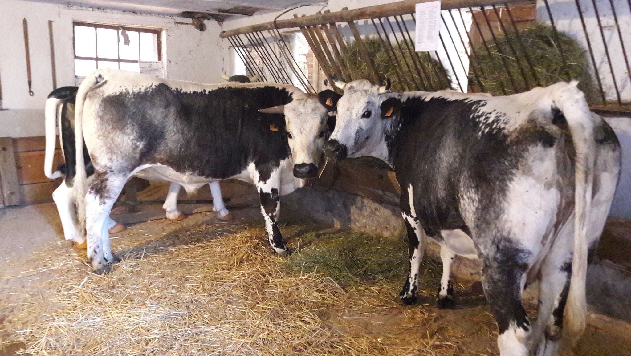Journée autour de la vache et du bouvillon - La Maison Rurale de l ...